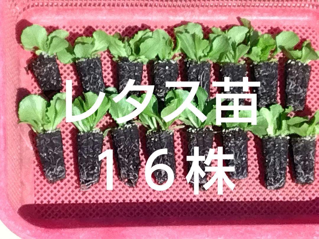 最高香りベトナムハイゴショウカット苗10本挿し木用。葉お料理 最高香りベトナムハイゴショウカット苗10本挿し木用。葉お料理